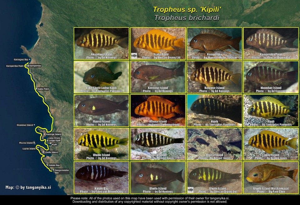 Tropheus sp. 'Kipili'; Tropheus brichardi