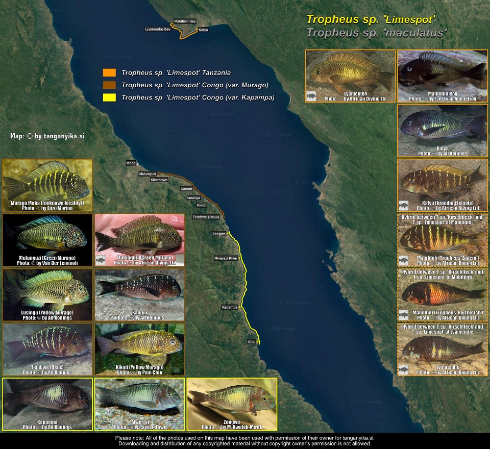 Tropheus sp. 'Limepsot' ; Tropheus sp. 'maculatus'