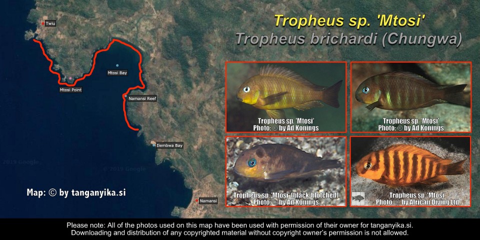 Tropheus sp. 'Mtosi'; Tropheus brichardi (Chungwa); Fiery Fry; Namansi II