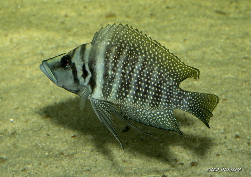 Altolamprologus calvus (Congo); Black Pectoral; Black Zaire; Black ...