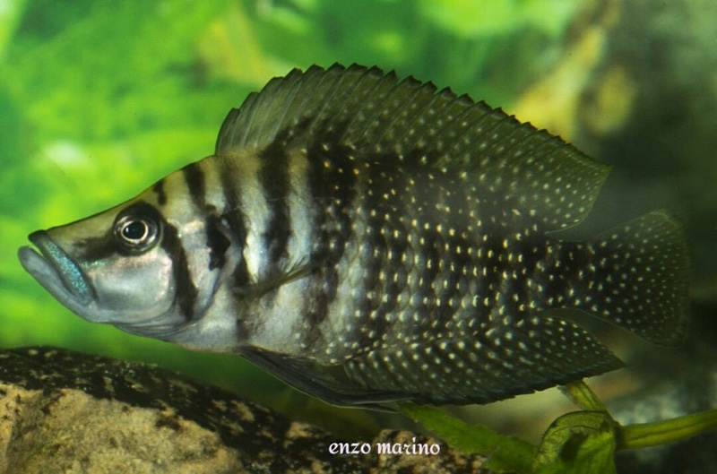Altolamprologus calvus (Congo); Black Pectoral; Black Zaire; Black ...