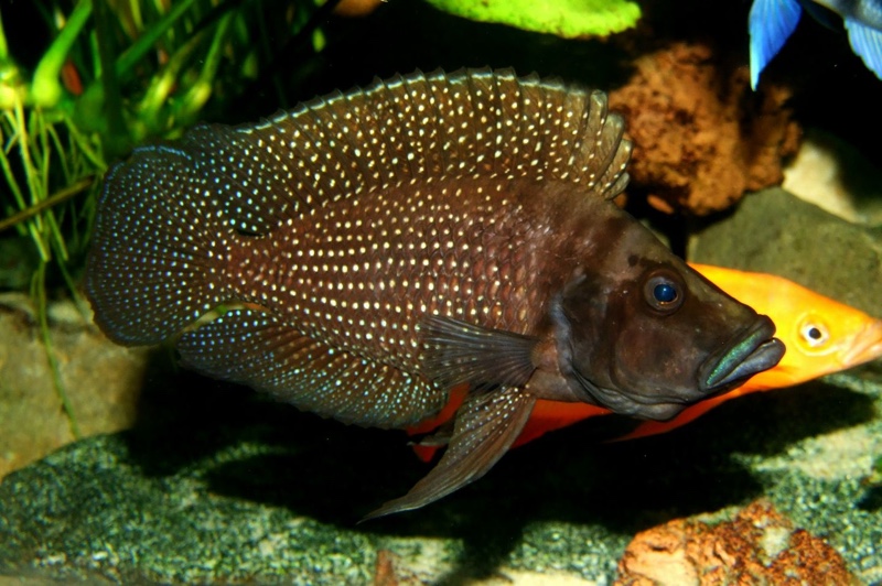 Altolamprologus calvus (Congo); Black Pectoral; Black Zaire; Black ...