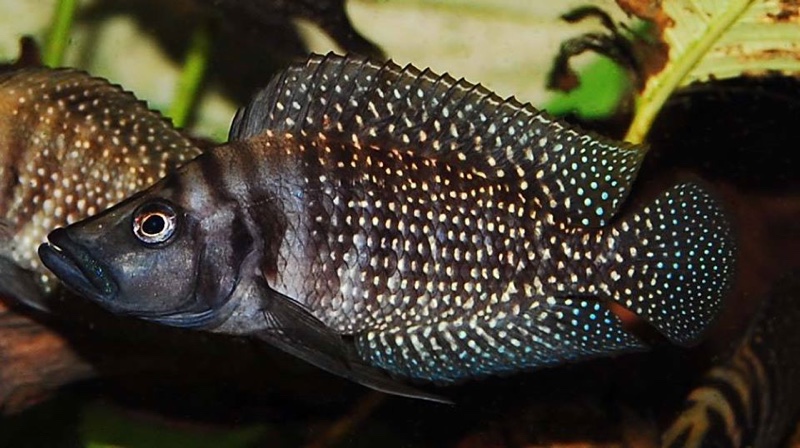 Altolamprologus calvus (Congo); Black Pectoral; Black Zaire; Black ...