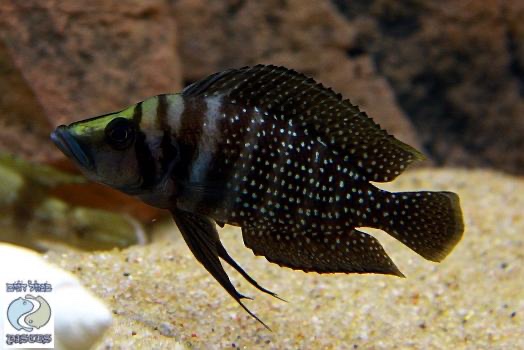 Altolamprologus calvus (Congo); Black Pectoral; Black Zaire; Black ...