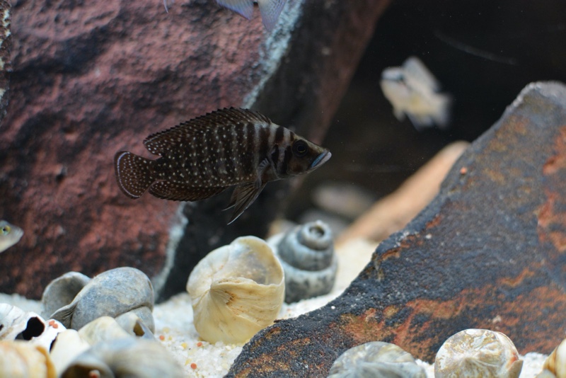 Altolamprologus calvus (Congo); Black Pectoral; Black Zaire; Black ...