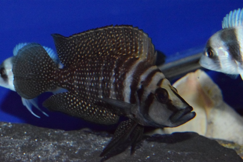 Altolamprologus calvus (Congo); Black Pectoral; Black Zaire; Black ...