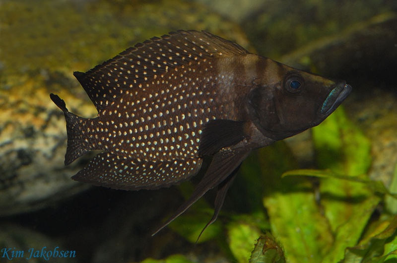 Altolamprologus calvus (Congo); Black Pectoral; Black Zaire; Black ...