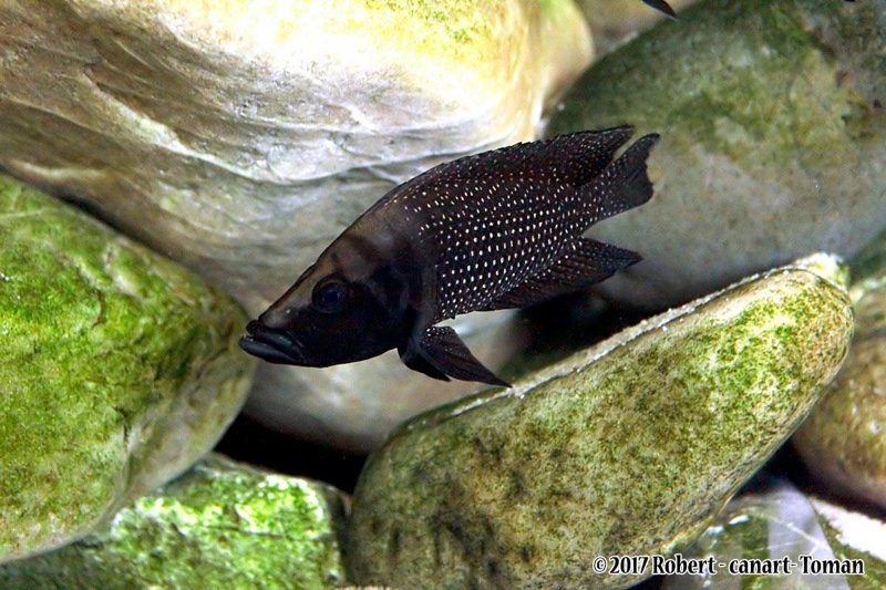 Altolamprologus calvus (Congo); Black Pectoral; Black Zaire; Black ...
