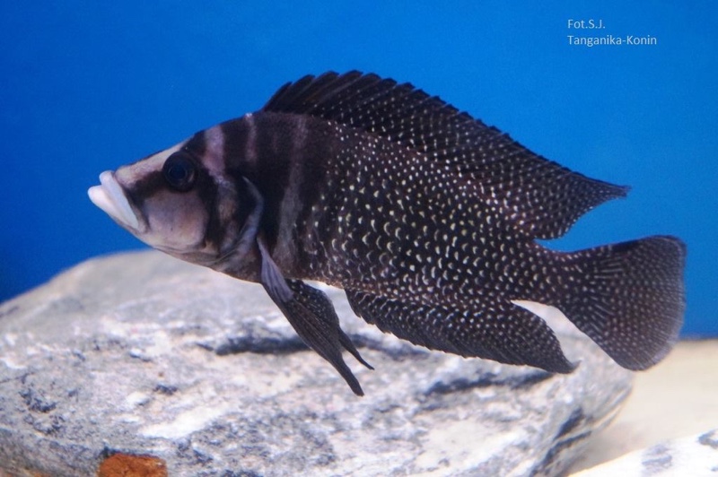 Altolamprologus calvus (Congo); Black Pectoral; Black Zaire; Black ...