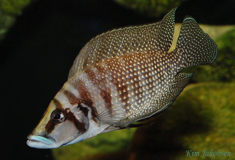 Altolamprologus calvus 'Cape Chaitika'