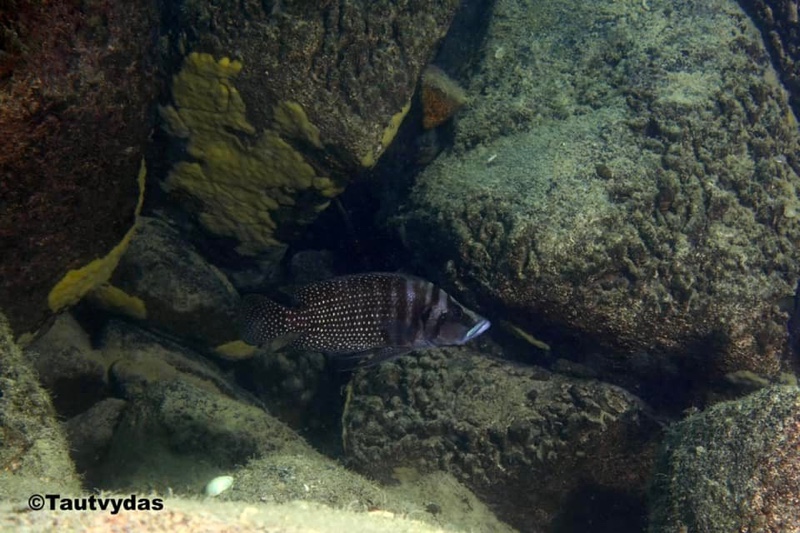 Altolamprologus calvus 'Cape Kachese'