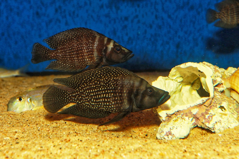 Altolamprologus calvus 'Kapampa'