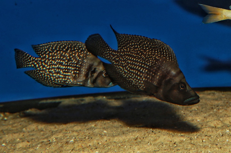 Altolamprologus calvus 'Kapampa'