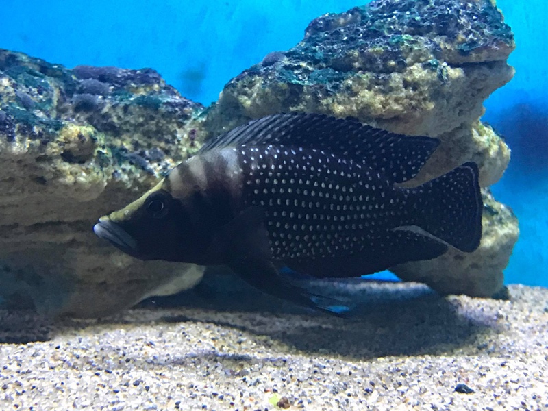 Altolamprologus calvus 'Lupota'