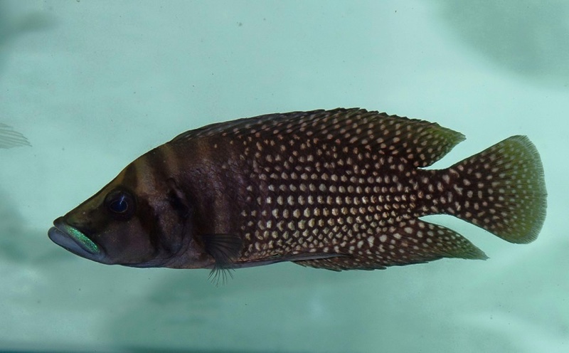 Altolamprologus calvus 'Moliro'