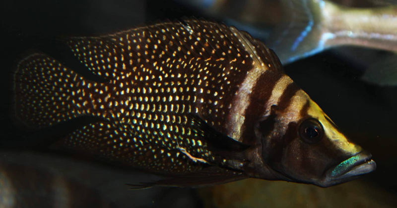 Altolamprologus calvus 'Moliro'