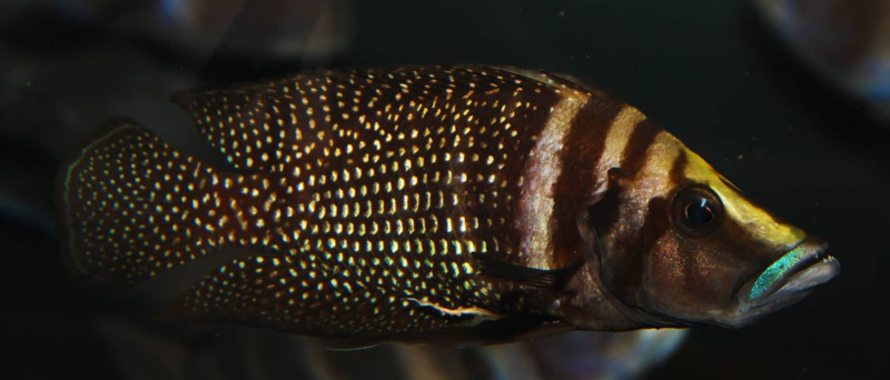 Altolamprologus calvus 'Moliro'