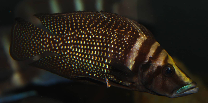 Altolamprologus calvus 'Moliro'