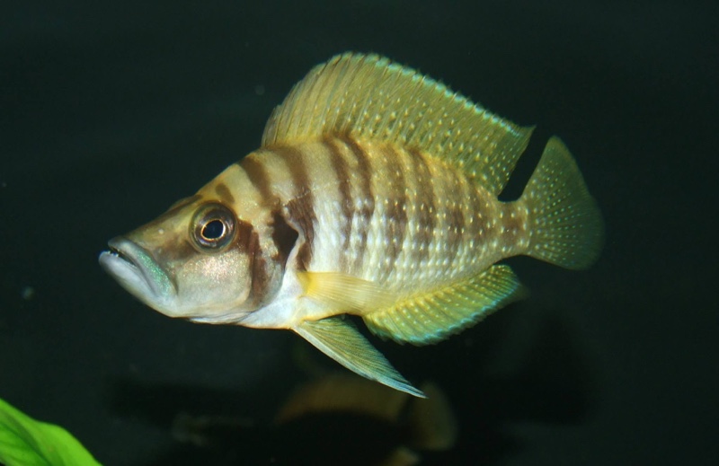 Altolamprologus calvus 'Nkamba Bay'