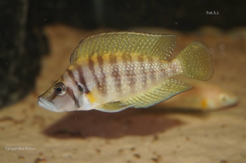 Altolamprologus calvus 'Nkamba Bay'