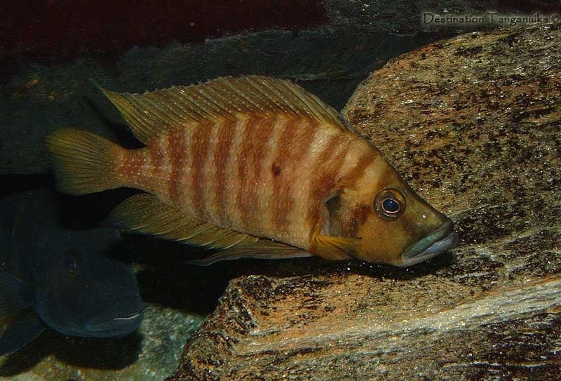 Altolamprologus compressiceps 'Cape Chaitika'