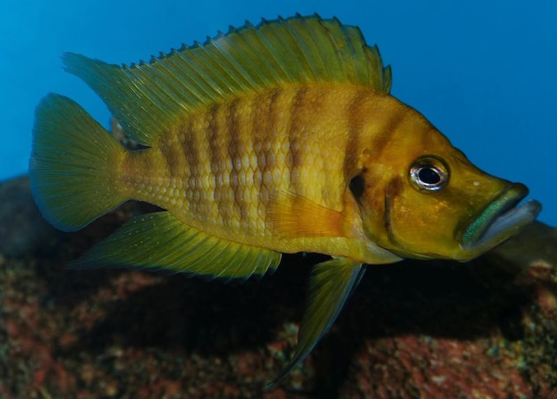 Altolamprologus compressiceps 'Cape Chaitika'
