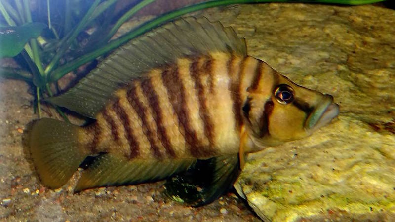 Altolamprologus compressiceps 'Cape Chaitika'