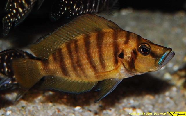 Altolamprologus compressiceps 'Cape Chaitika'