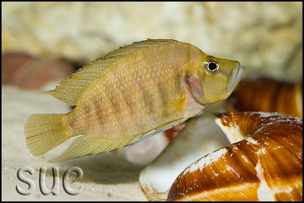 Altolamprologus compressiceps 'Cape Chaitika'