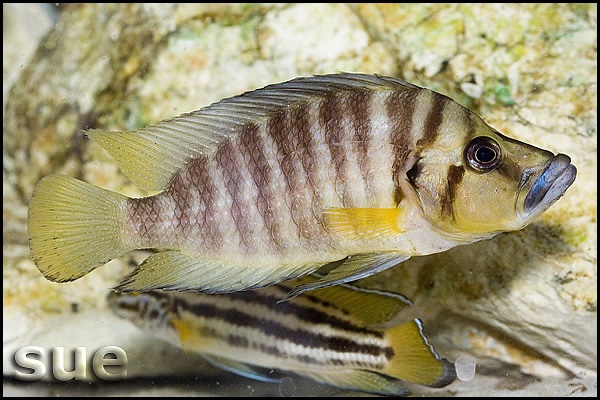 Altolamprologus compressiceps 'Cape Chaitika'