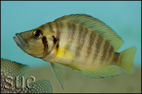 Altolamprologus compressiceps 'Cape Chaitika'