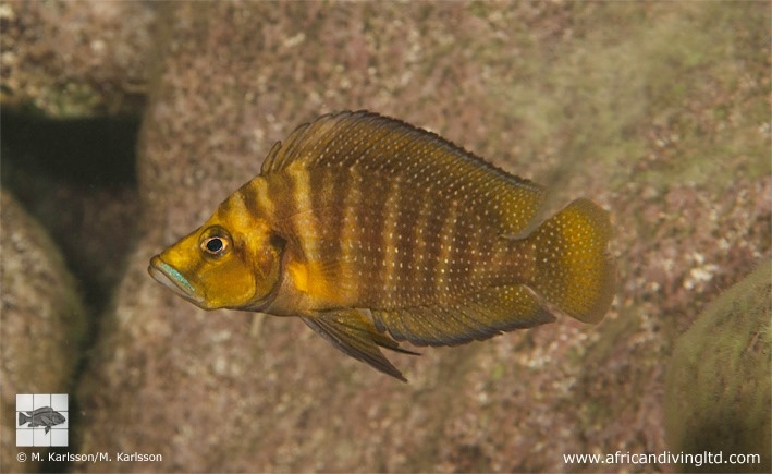 Altolamprologus compressiceps 'Kalubale'