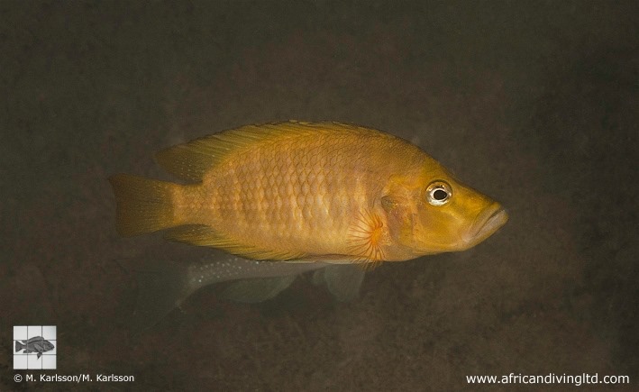 Altolamprologus compressiceps 'Karago'
