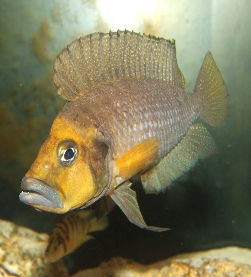Altolamprologus compressiceps 'Kasanga'; Gold Head