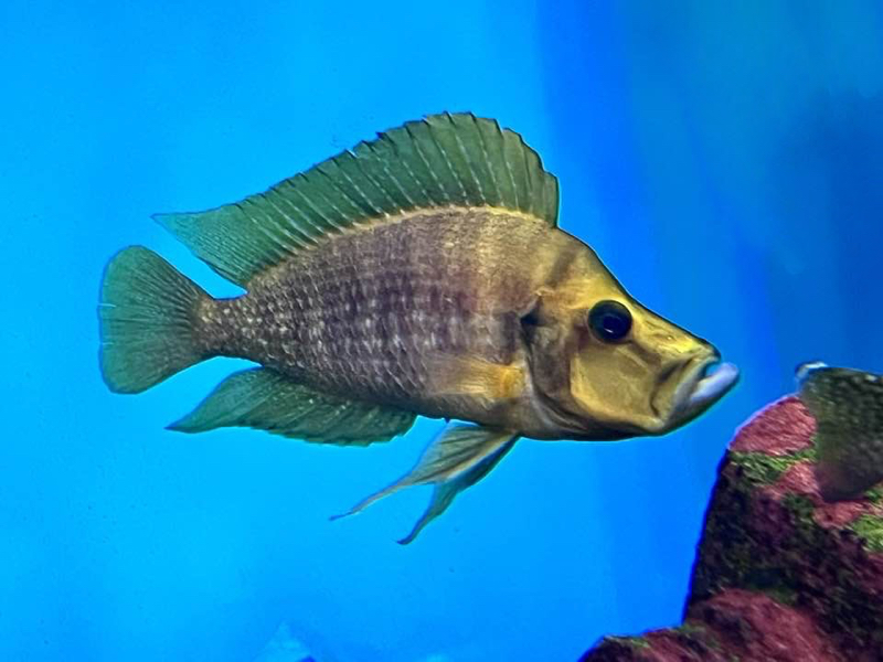 Altolamprologus compressiceps 'Talama'