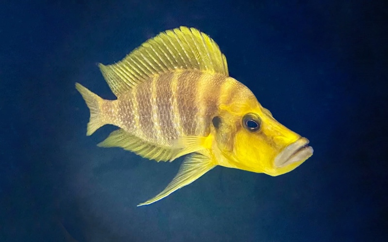 Altolamprologus compressiceps 'Talama'