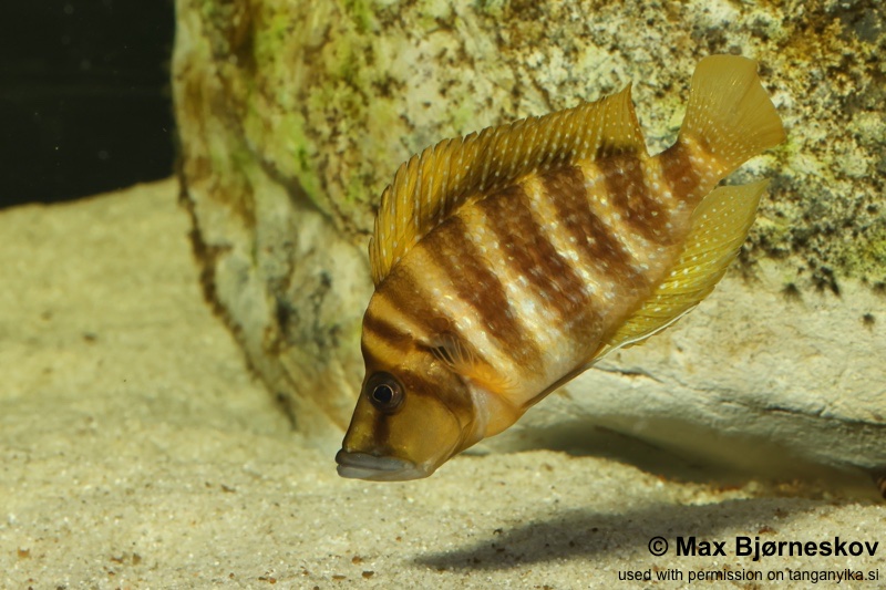 Altolamprologus compressiceps 'Talama'
