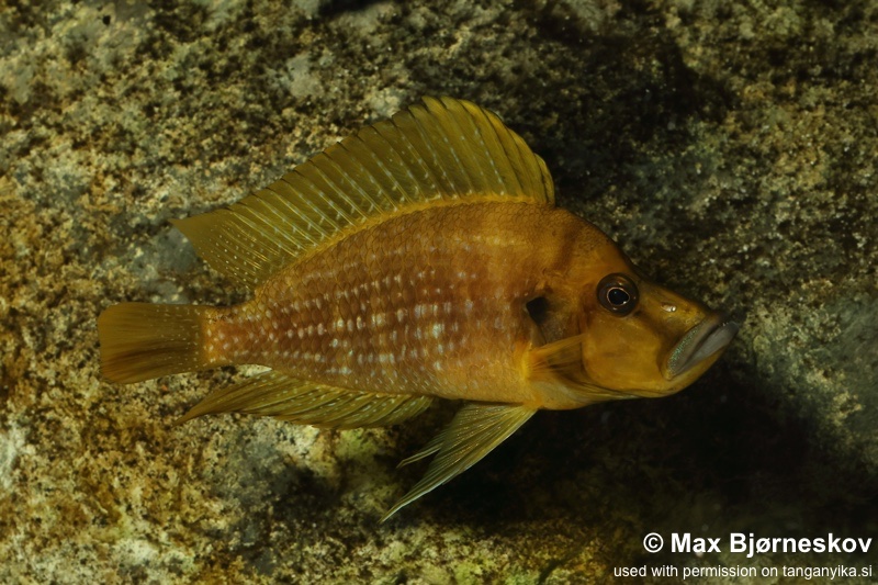 Altolamprologus compressiceps 'Talama'