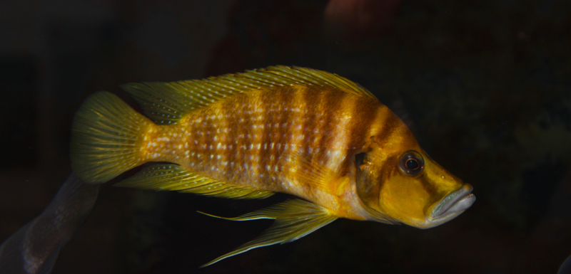 Altolamprologus compressiceps 'Talama'