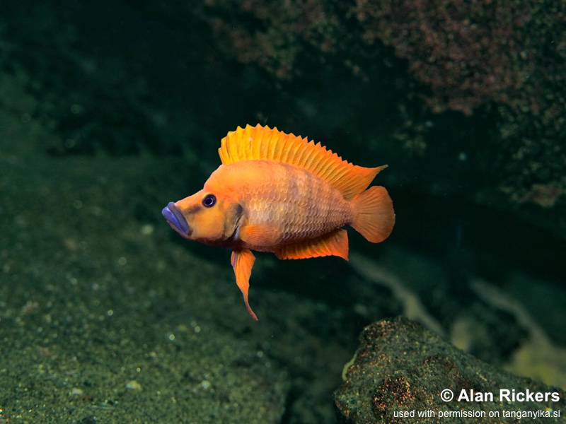 Altolamprologus compressiceps (Mwela)