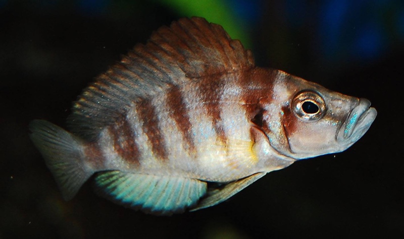 Altolamprologus sp. 'compressiceps shell' Sumbu