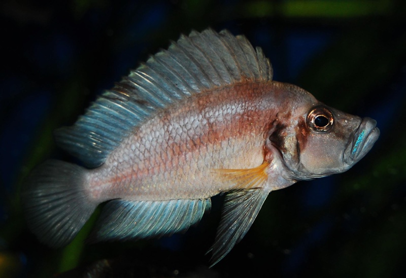 Altolamprologus sp. 'compressiceps shell' Sumbu