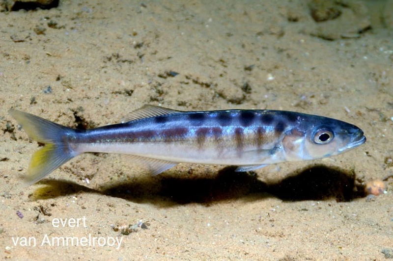 Bathybates fasciatus (unknown locality)