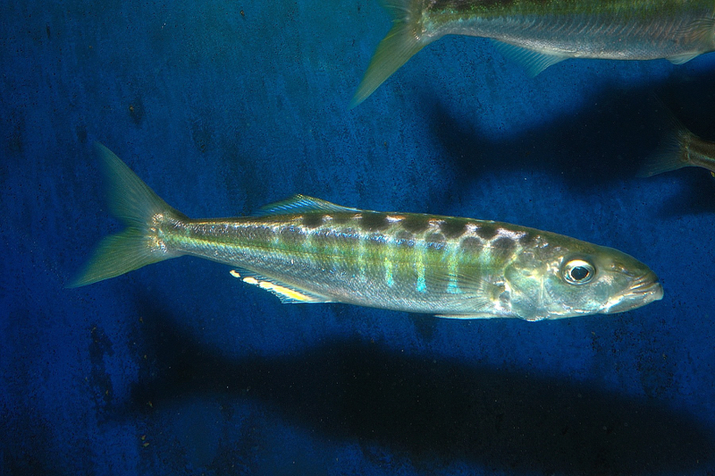 Bathybates fasciatus (unknown locality)