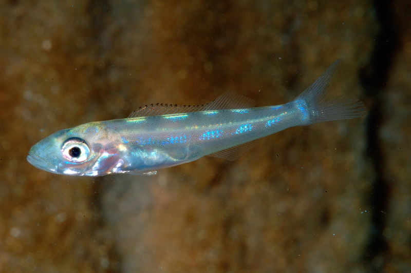 Bathybates fasciatus (unknown locality)