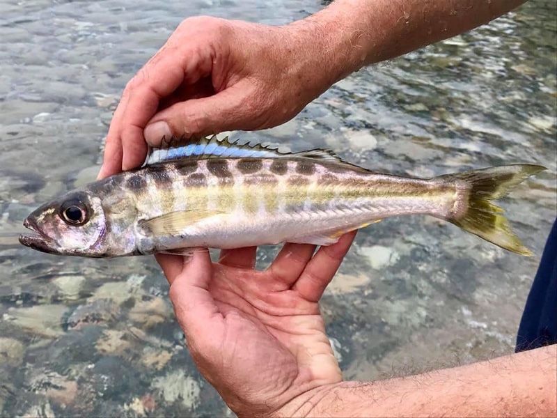 Bathybates fasciatus (unknown locality)