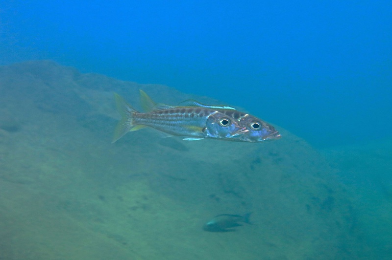 Bathybates ferox 'Mahale NP'