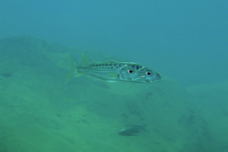 Bathybates ferox (unknown locality)