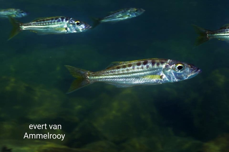 Bathybates ferox (unknown locality)