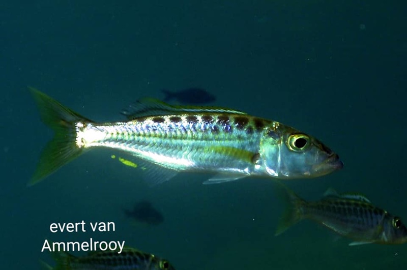 Bathybates ferox (unknown locality)